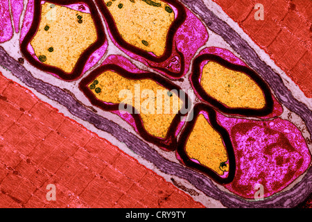 Electron micrograph of striated muscle tissue Stock Photo - Alamy