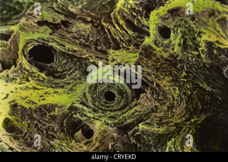COMPACT BONE, SEM Stock Photo - Alamy
