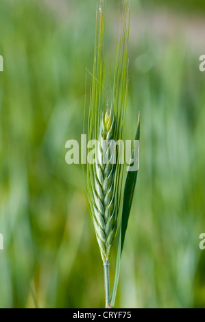 Closeup of a green corn on plant Stock Photo - Alamy