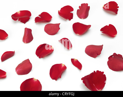 Background of red rose petals Stock Photo - Alamy