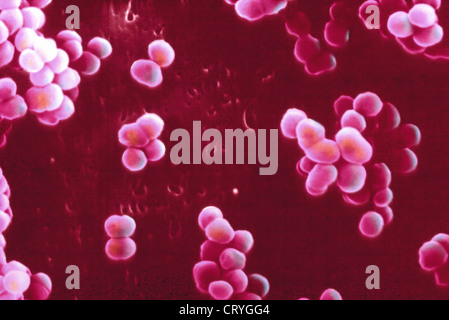 Micrococcus luteus Bacteria, SEM Stock Photo: 135023071 - Alamy