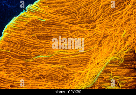 DENTAL ENAMEL, SEM Stock Photo - Alamy