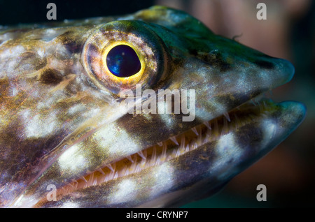 Lizardfish - Scuba diving at Cape Maeda, Okinawa, Japan Stock Photo - Alamy