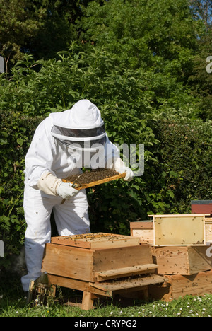 Bee Hive WBC Stock Photo - Alamy