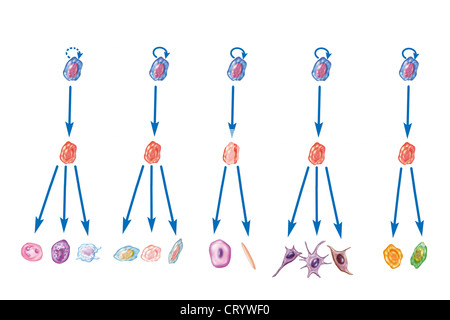 Stem cell, drawing Stock Photo - Alamy