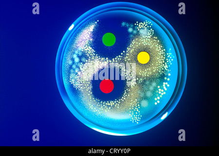 Antibiogram which tests the sensitivity of bacteria to antibiotics ...