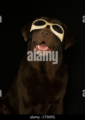 Chocolate labrador retriever wearing "Doggles" sunglasses for dogs ...
