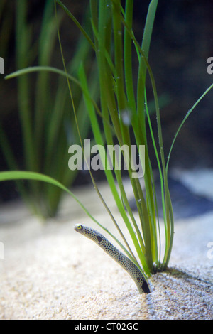 Spotted garden eel (Heteroconger hassi Stock Photo - Alamy