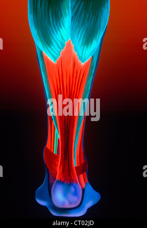 ACHILLE'S TENDON, DRAWING Stock Photo - Alamy