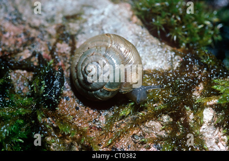 smooth glass snail (Aegopinella nitidula Stock Photo - Alamy