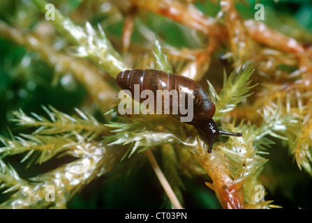slippery moss snail, glossy pillar snail (Cionella lubrica, Cochlicopa ...