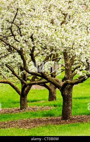 Apple trees in bloom at the University of Minnesota Landscape Arboretum ...