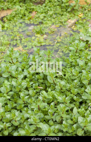 Watercress growing wild in a stream Stock Photo - Alamy