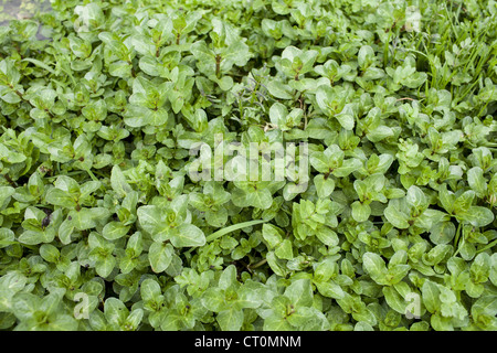 Wild Watercress growing in a watercress bed in a springwater stream at ...