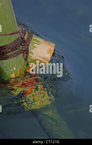 close-up of temporary bamboo bridge, Noa-Dehing river, Namdapha ...