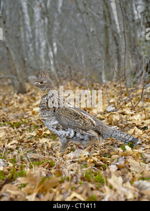 Grey Phase Ruffed Grouse Stock Photo - Alamy