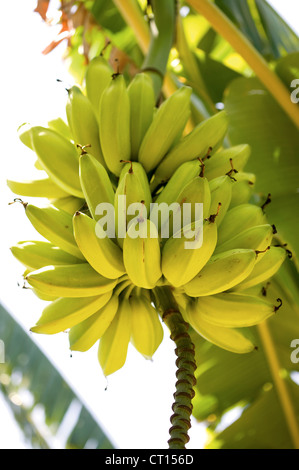 Banana tree with a bunch of growing yellow bananas Stock Photo - Alamy