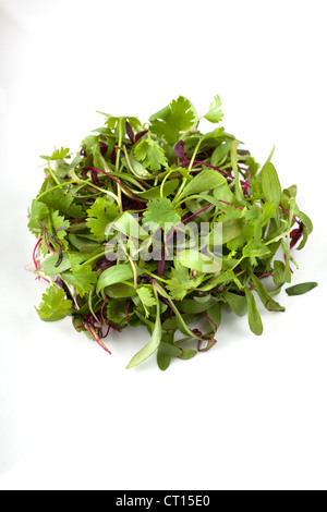 Baby Coriander and Amaranth Herbs Stock Photo - Alamy