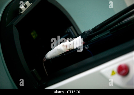 PET CT scan mouse Stock Photo - Alamy