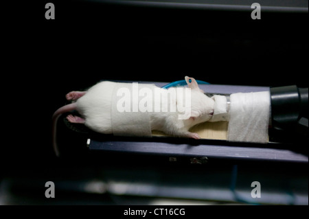 PET CT scan mouse Stock Photo: 49199460 - Alamy