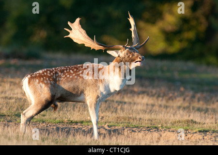 Fallow Deer Buck Bellowing Stock Photo - Alamy