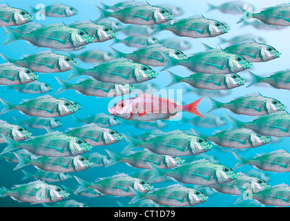 Swim against the tide - one fish is swimming in another direction Stock ...