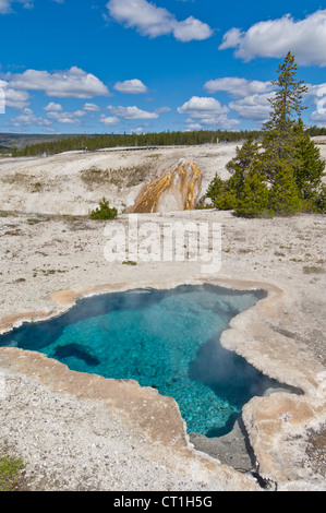 Yellowstone National Park, Blue Star Spring Geyser in the Upper Geyser ...