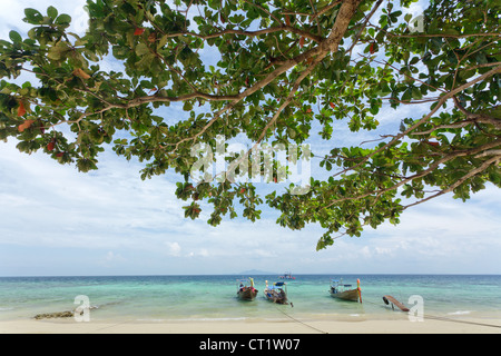 A Beach Almond Tree (Terminalia catappa) with red leaves along the ...