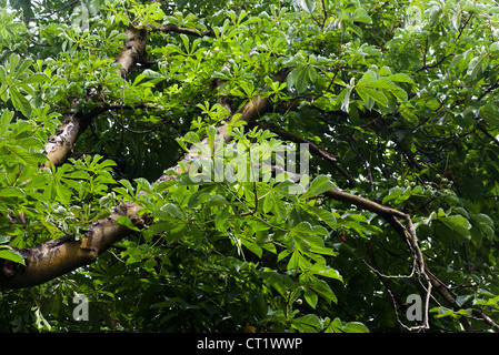 Aesculus chinensis, deciduous Tree, The seed is rich in saponins Stock ...