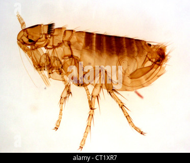 Adult male Oropsylla montana flea formerly known as Diamanus montana ...