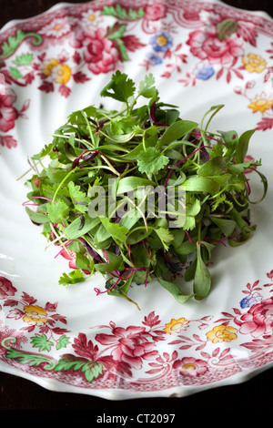 Baby Coriander and Amaranth Herbs Stock Photo - Alamy