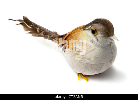 Fake feather bird for decoration on paper Stock Photo - Alamy