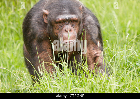 Chimpanzee eating grass at ZSL Whipsnade Zoo Stock Photo - Alamy