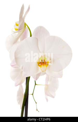 white orchid, flowers on a branch on a gray marbled blurred background ...