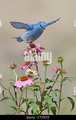 Mountain Bluebird (Sialia currucoides) perching on twig, North America ...
