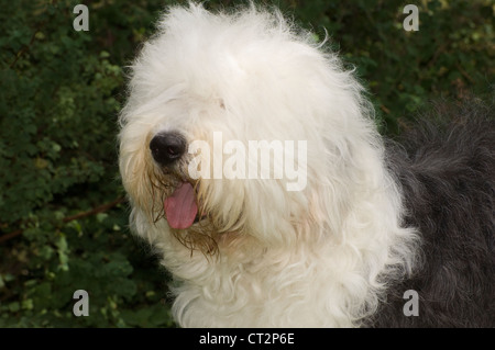Old English Sheepdog-head shot Stock Photo - Alamy