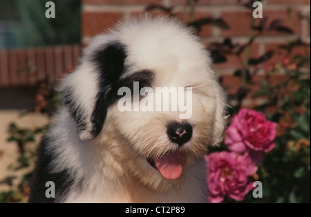 Old English Sheepdog close-up frontal portrait with long white fringe ...