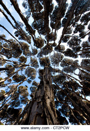 Swamp paperbark trees (Melaleuca ericifolia) beside a track running ...
