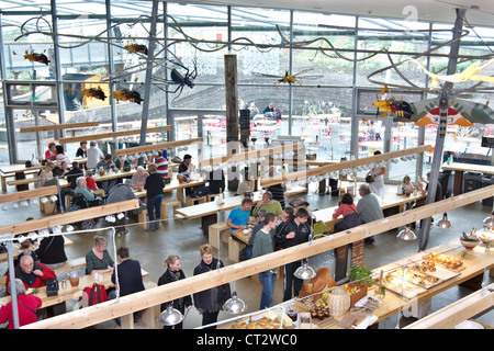 The restaurant or cafe at the Eden Project, Cornwall Stock Photo - Alamy