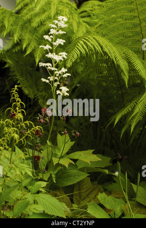 A vertical shot of green fern leaves Stock Photo - Alamy