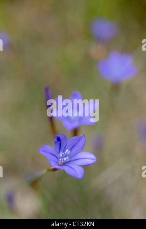 Blue Grass Lily, Aphyllanthes monspeliensis, in flower in garrigue ...
