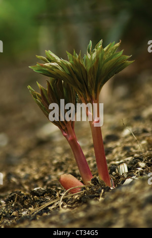 Vertical macro of a rich red peony bloom with a bright yellow center ...