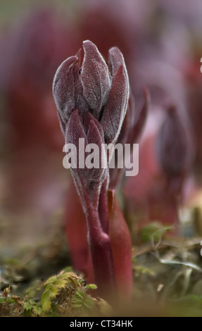 Vertical macro of a rich red peony bloom with a bright yellow center ...