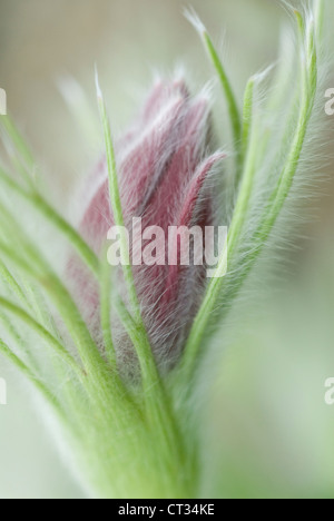 Closed Bud Flower Macro Shot Stock Photo - Alamy