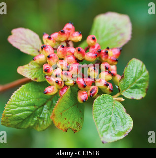 Wayfaring Tree (Viburnum lantana) close-up of leaves and fruit, growing ...