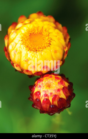 everlasting flowers in yellow color Stock Photo - Alamy