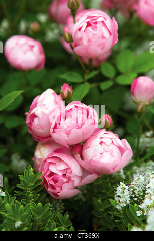 A vertical shot of the pretty pink rose flowers against the white ...