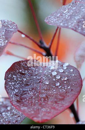 Low Angle View of Red Leaves and Tree During Day in Autumn Stock Photo ...