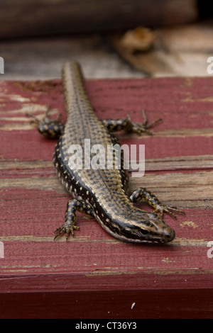 Eulamprus quoyii, eastern water skink, eastern water-skink, or golden ...