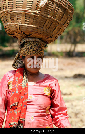 A village woman carrying cow dung basket and walking on the rice field ...